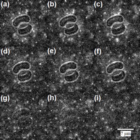 6 Pair Of Two Cells Observed By Means Of Single Molecule Fluorescence Download Scientific