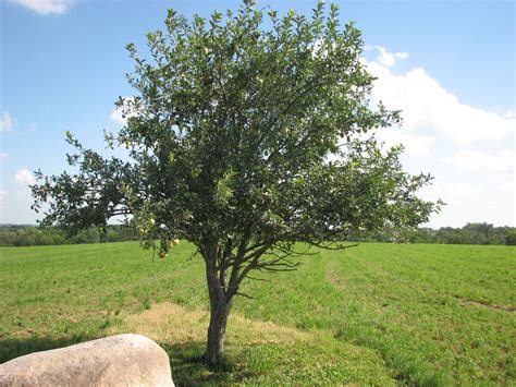 Scp 038 Scpabridged Wiki Fandom