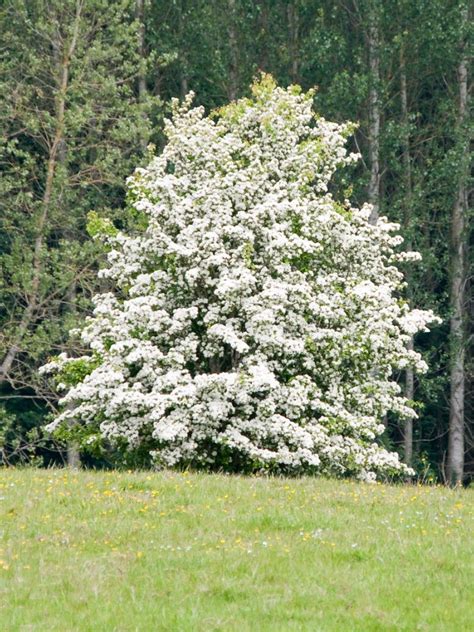 Hawthorn Tree Care Tips For Growing Hawthorn Plants Gardening Know How
