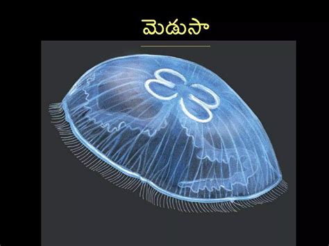 Polymorphism In Coelenterates Pptx