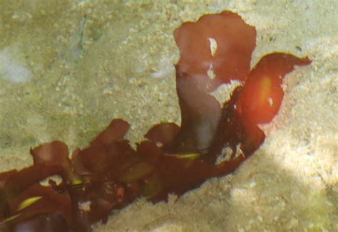 Cryptonemia Crenulata · Inaturalist