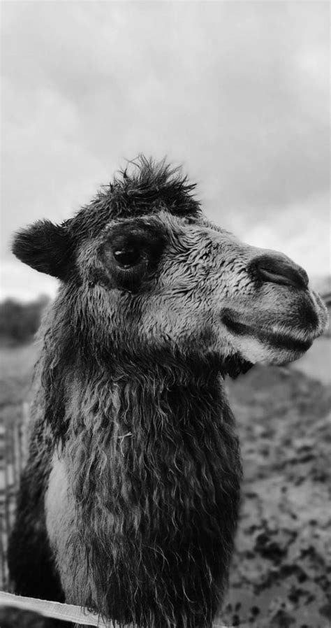 Kaart Michelin Hapert Viamichelin