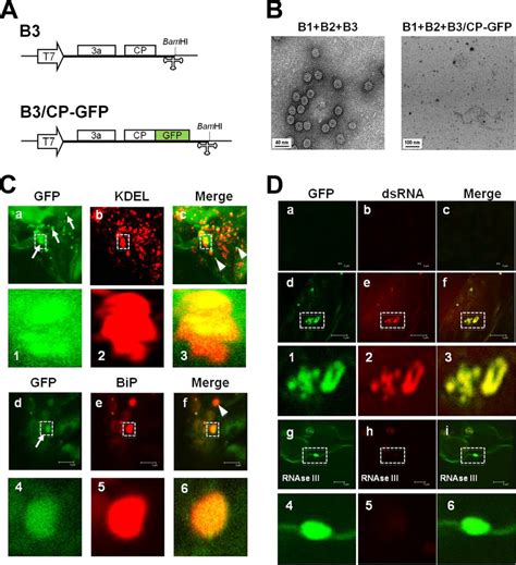 Subcellular Localization Of Bmv Cp And Replication Sites A Schematic Download Scientific