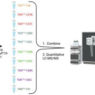 Proteomic Workflow Employed In The Large Scale Metal Induced Protein
