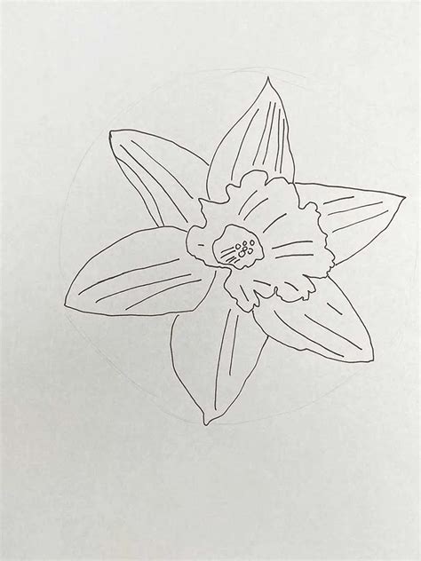 How To Draw A Daffodil From Multiple Views Picture Box Blue
