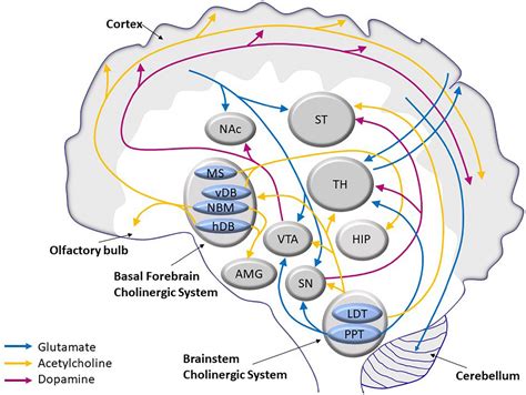 Dopamine Synthesis And Degradation