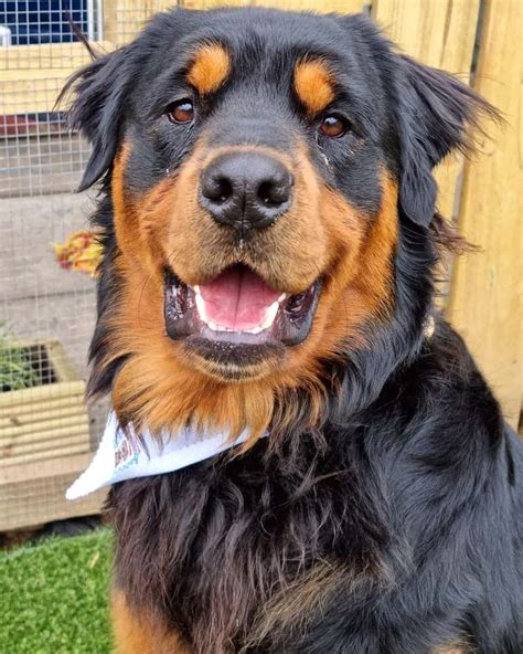 How To Groom A Long Haired Rottweiler