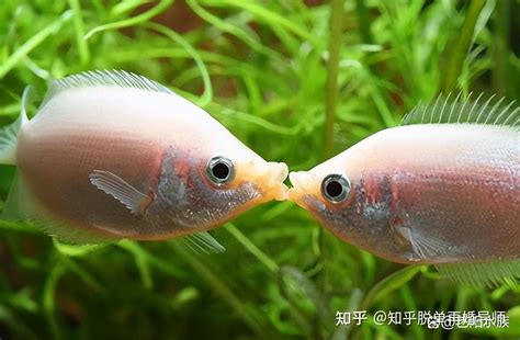 怎样才能够找到合适自己的另一半呢？ 知乎