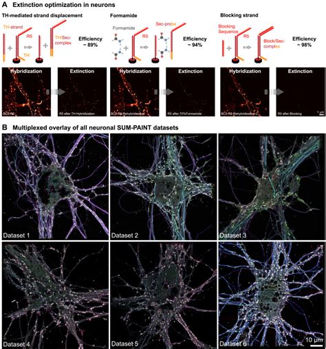 Spatial Proteomics In Neurons At Single Protein Resolution Cell