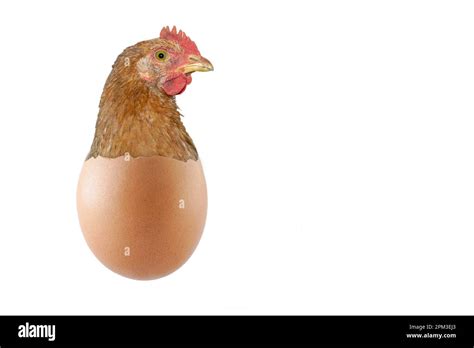 What Was First The Chicken Or The Egg Hen Head In An Egg Shell Soft