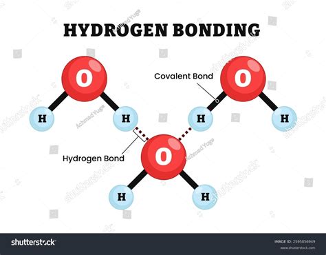 Hydrogen Bonding Chemical H Bond On Water Stock Vector Royalty Free 2595856949 Shutterstock
