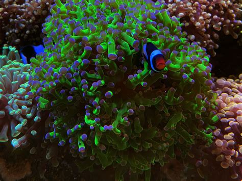 Purple Tip Frogspawn Coral Aquarium Show
