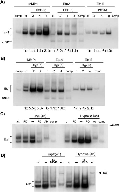 Analysis Of Ets1 Dna Binding In Hgf Or Hypoxia Treated Cells Emsa Of
