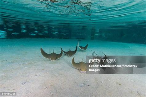 Cownose Ray Photos And Premium High Res Pictures Getty Images