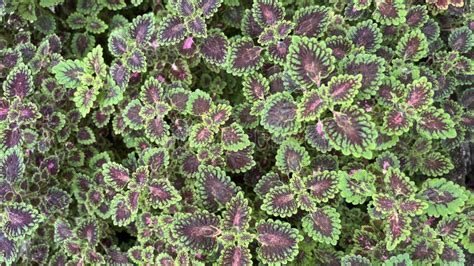 Top Shot From The Groove Of Coleus Plant Stock Image Image Of Adding Food 419128399