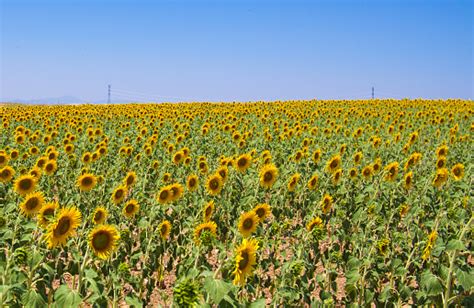 디자이너를위한 해바라기 질감과 배경 꽃에서 해바라기의 매크로 보기 유기 및 자연 꽃 배경입니다 0명에 대한 스톡 사진 및 기타 이미지 Istock
