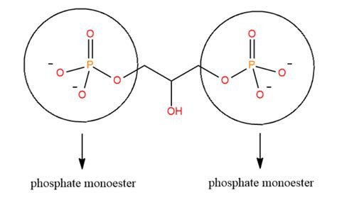 Identify The Phosphorus Containing Functional Groups In Each Quizlet