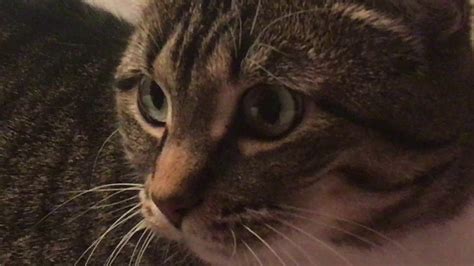I Zoomed In On My Cats Face Youtube