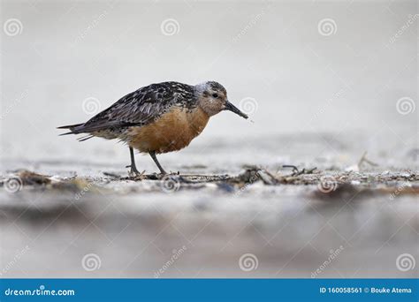A Red Knot Resting And Foraging During Migration On The Beach Of Usedom