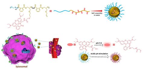 Polymers Special Issue Biopolymers Structure Function Relationship And Application