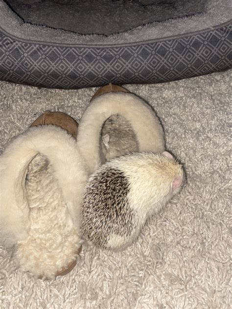 Hes Obsessed With My Slippers 😂 Anyone Elses He Also Loves Socks
