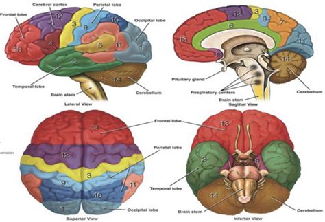 Attr 664 Functional Areas Of Cerebral Cortex Flashcards Quizlet