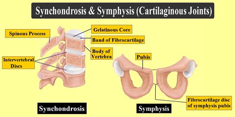 Types Of Cartilaginous Joints