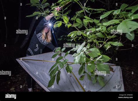 Female Field Entomologist Shaking Vegetation To Drop Insects And Other
