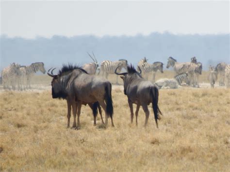 DIY Safari How To Visit Africa On A Budget Houstonia Magazine