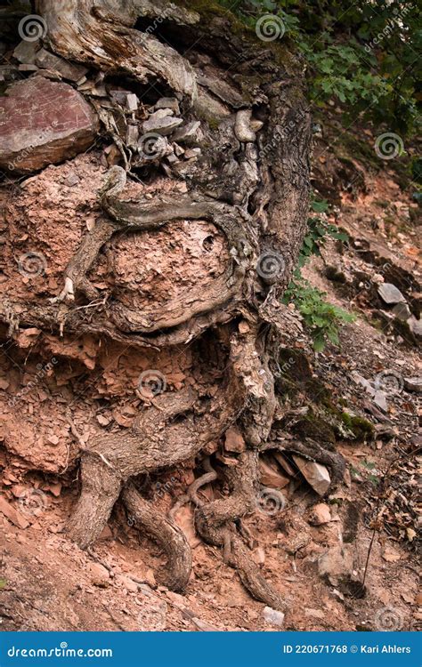 Erosion Exposing Tree Roots Stock Photo Image Of Erosion Palatinate
