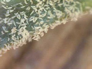 Russet Mites Everything You Need To Know