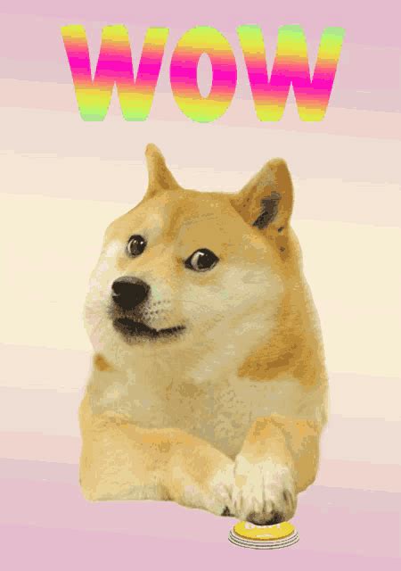 Wow Doge  Doge Memes And S Imgflip