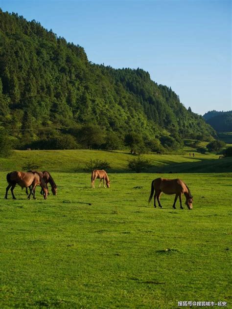 重庆旅游五天四晚参团价格重庆5日游参团省心行程安排看完放心旅游 林子 景点 导游