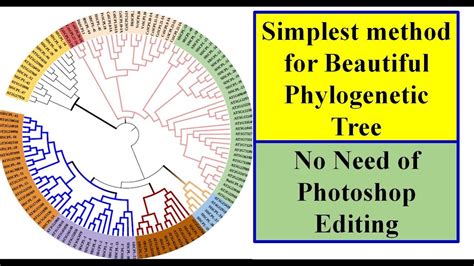 Phylogenetic Tree Construction ITol Genomewidestudy YouTube