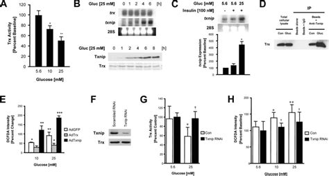 Hyperglycemia Promotes The Formation Of Ros Through Induction Of Txnip