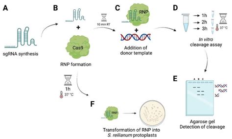 Openaccess Reproducibility Lifesciences Research Microbiology