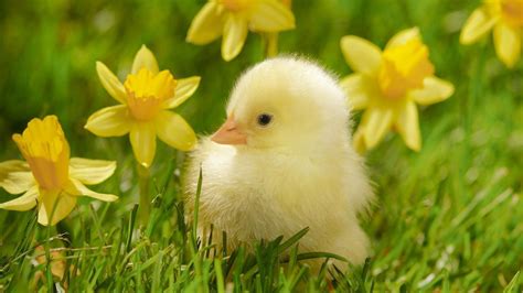 Cute Yellow Desktop Wallpapers Top Những Hình Ảnh Đẹp