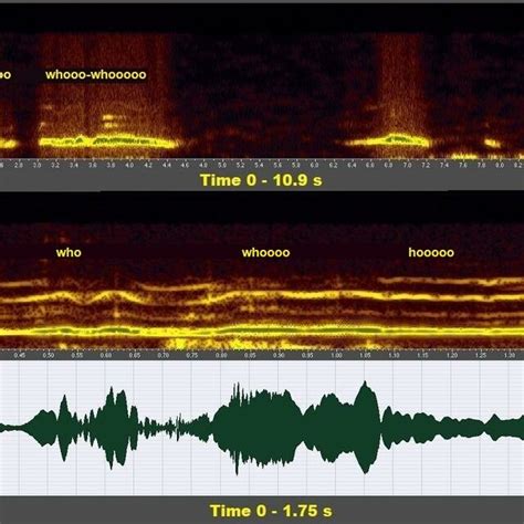 Recording 3 Spectrogram Of Two Complex Male Hooting Sounds S31 And Download Scientific