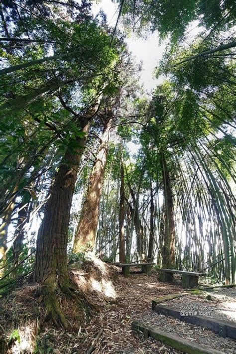 嘉義瑞太古道 瑞奮古道串走 在竹林中回溯先民開墾的足跡 健行筆記