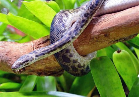 Spotted Python The Snake Catcher