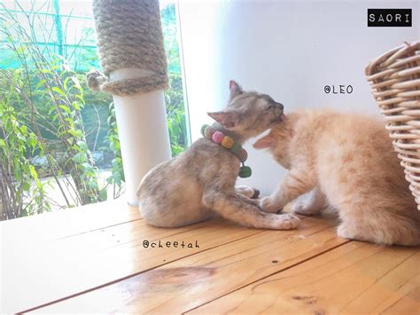 หนูเมธีมีลูกแมวเหมียว หนูเมธีมีคำคม Ep 1 แอบมองเธออยู่นะจ๊ะ 😻 Facebook