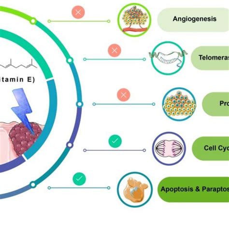 Anticancer Actions Of Tocotrienols Tocotrienols Have Been Reported To