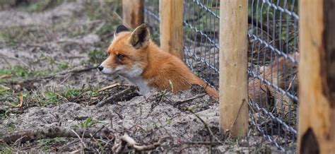 Как избавиться от диких животных на своем участке