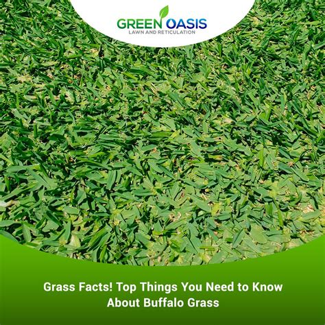 Buffalo Grass Has Green Oasis Lawn And Reticulation