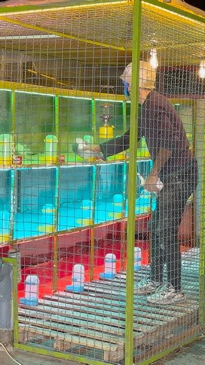 لحظه رها سازی کبوتران مسافتی در خانه تورعشق بازان ایران کبوتر