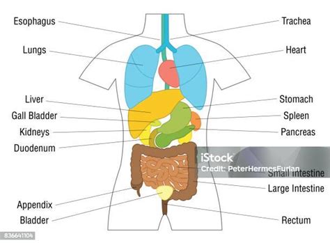 내부 장기 차트색깔된 기관 및 적절 한 이름을 가진 도식 해부학 다이어그램벡터 일러스트 레이 션 흰색 배경에 고립 건강관리와 의술에 대한 스톡 벡터 아트 및 기타 이미지