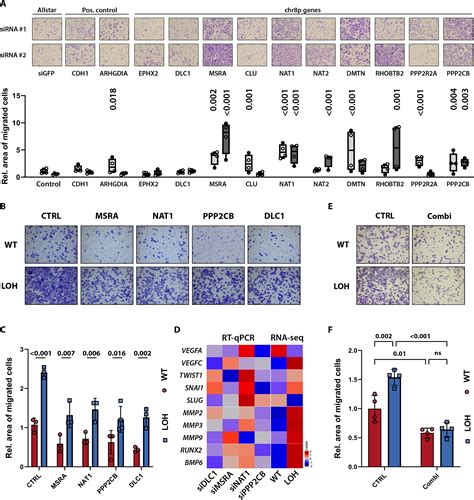 Chromosome 8p Engineering Reveals Increased Metastatic Potential Targetable By Patient Specific