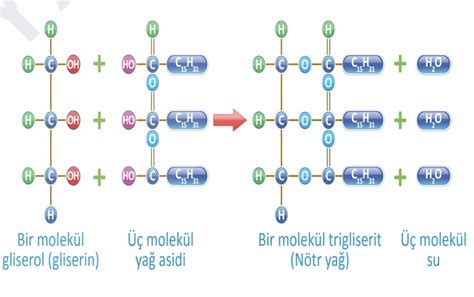 Bir Molekül Nötral Yağ Sentezlenirken Kurulan Bağı
