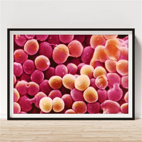 Staphylococcus Aureus Bacteria Poster By Science Photo Library Science Photo Gallery