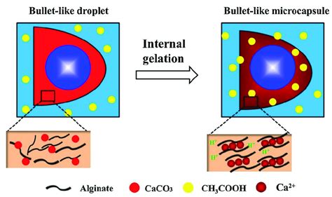 Schematic Picture Of The Ca Alginate Core Shell Microcapsule Formation Download Scientific